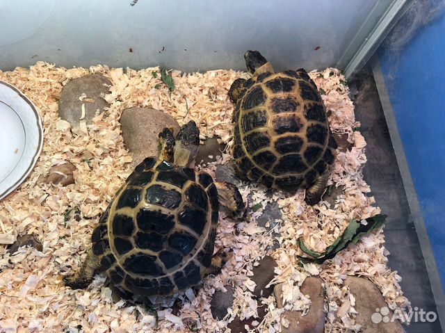 Продам двух сухопутных черепах с террариумом
