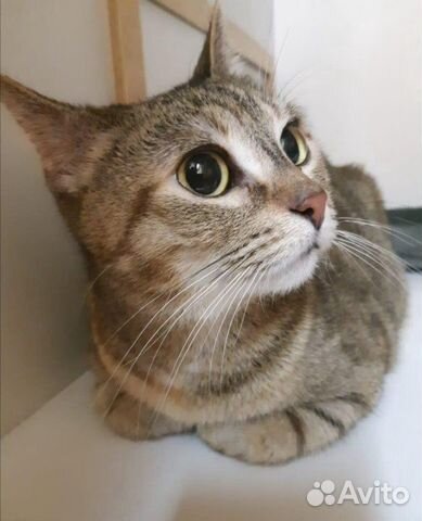 Две кошки ищут дом