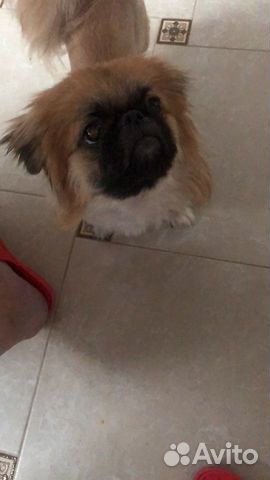 Пекинес мальчик 3 года