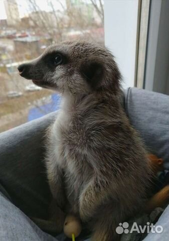 Сурикат мальчик