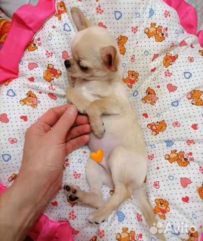 Маленький друг с большим сердцем