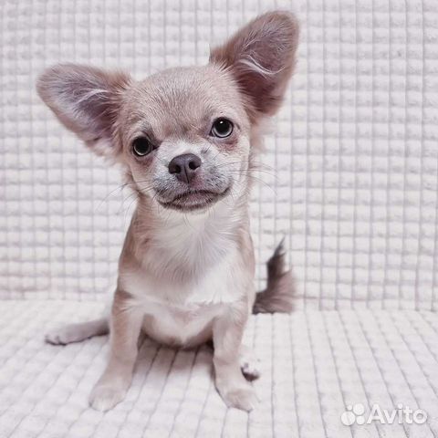 Чихуахуа девочка