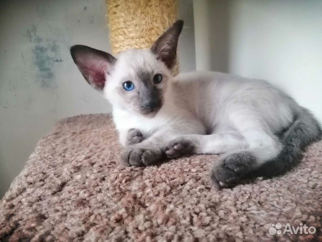 Знает хорошие манеры, привит)