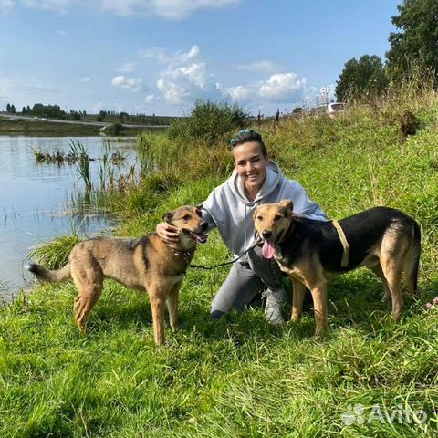 Чудесные собаки для дома