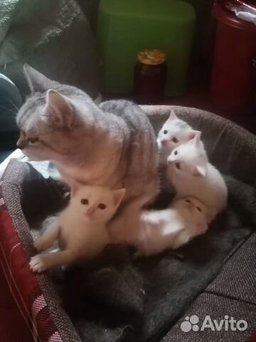 Котята шотландские метисы