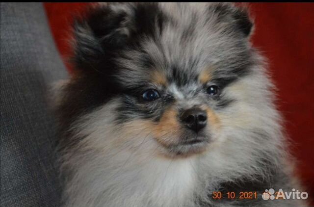 Щеночки шпицули