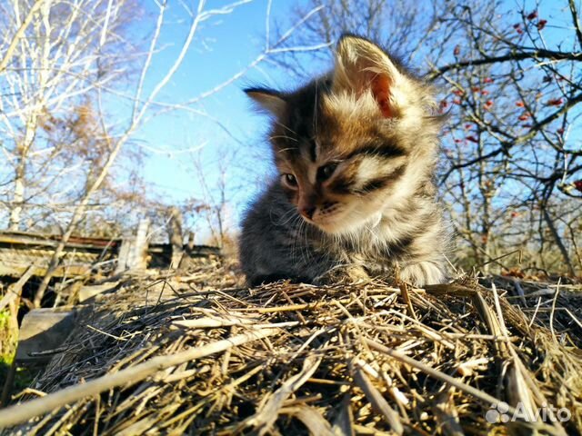 Славный котик ищет своих хозяев