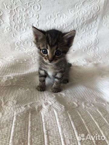 Котята