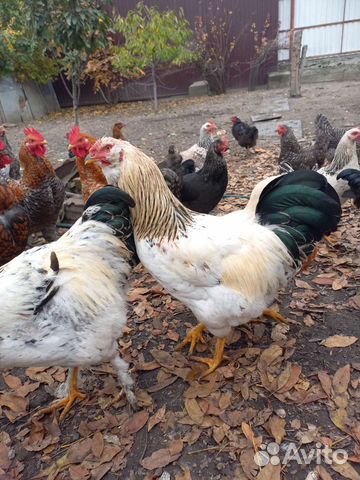 Петушки молодые