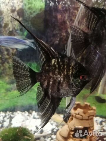 2 скалярии чёрный бархат девочки и альтум тоже дев