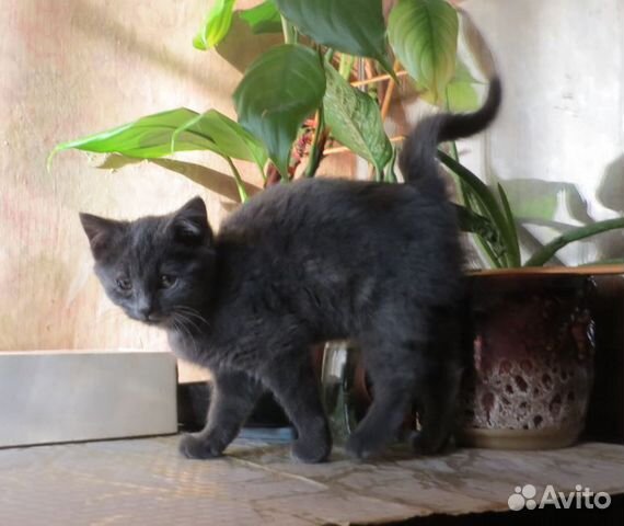 Плюшевый Британский котёнок, девочка