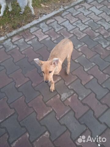 Щенок мальчик нужно помочь