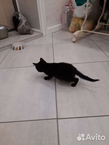 Котик