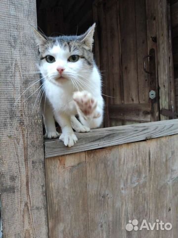 Молодая кошка-юла