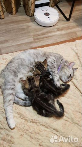 Котята