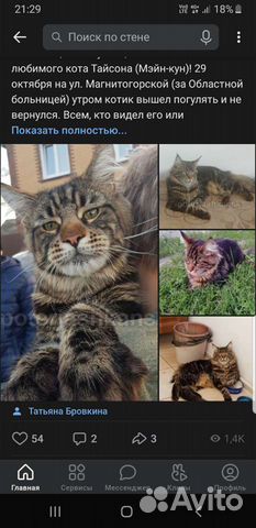 Потеряшки кошки