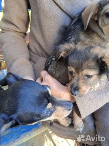 Маленькая собака щенок