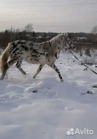 Чубарый жеребец