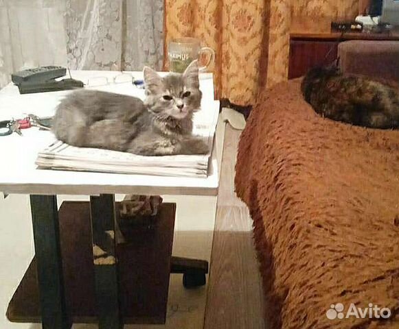 Котёнок, который любит обниматься