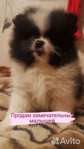 Померанский шпиц