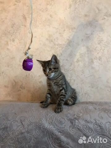 Котята в добрые руки, здоровенькие, смышленые, воз