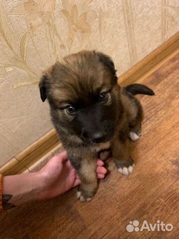 Щенок мальчик 1,5 мес в дар