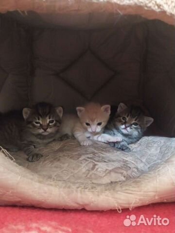 Котята