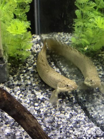 Полиптерус синегальский