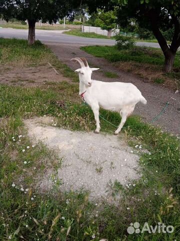Коза дойная