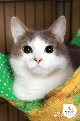 Кот Симба