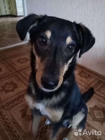 Метис в добрые руки