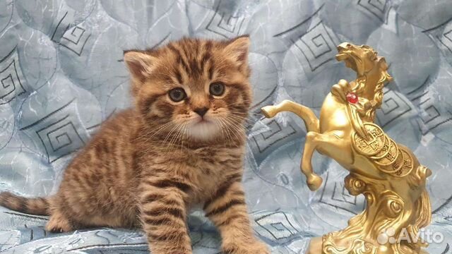 Британский тигренок