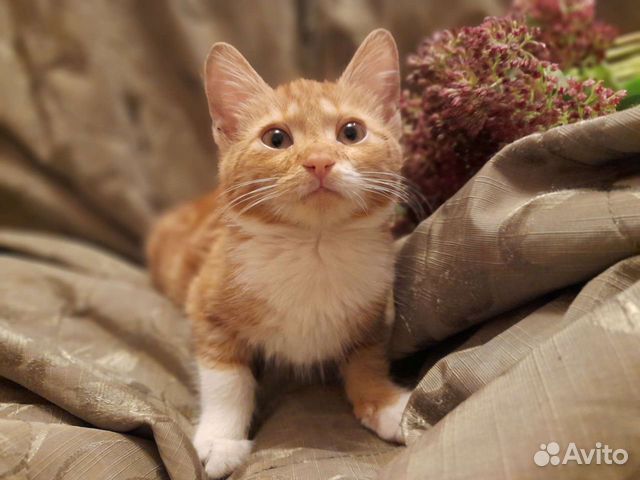 Мраморный рыжик Митя