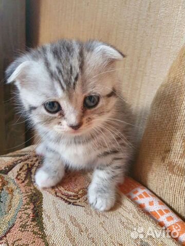 Шотландская вислоухая кошка