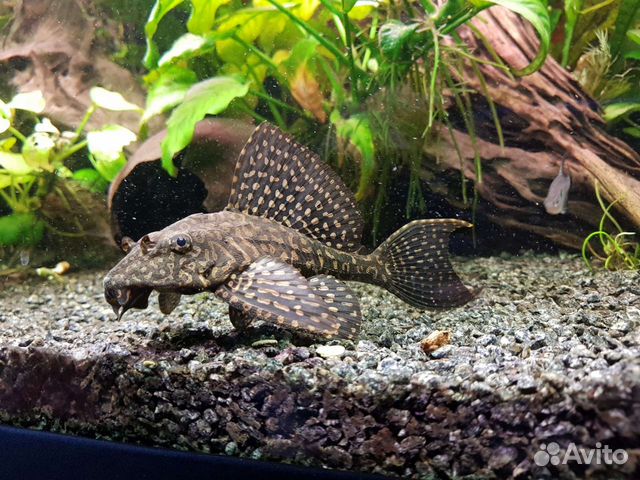 Птеригоплихт