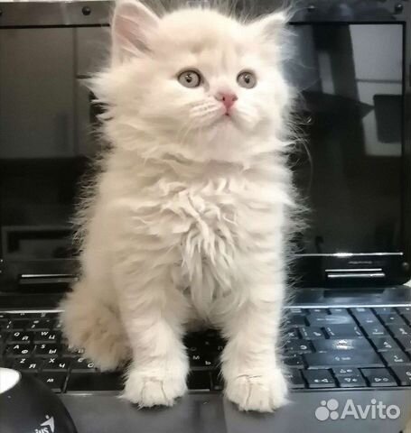 Кукольная девочка