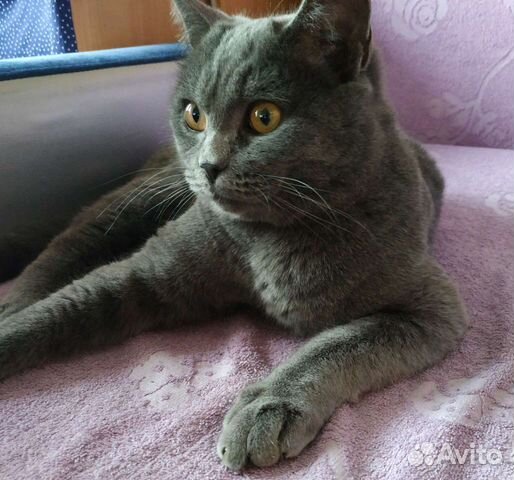 Отдам кота cpoчнo
