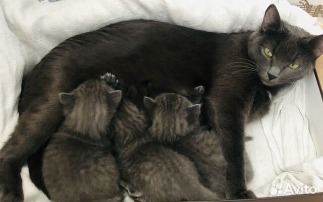 Котята русской голубой