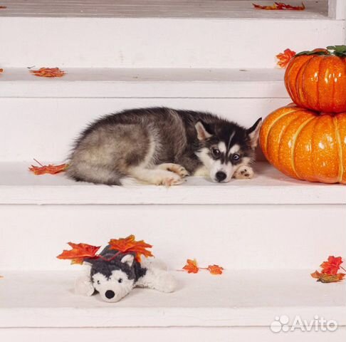 Хаски мальчик щенок