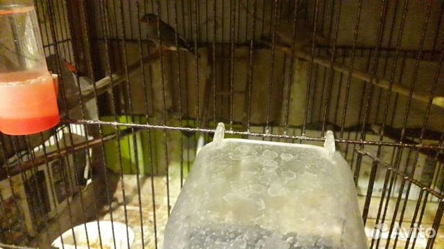 Зебровые амадины двое