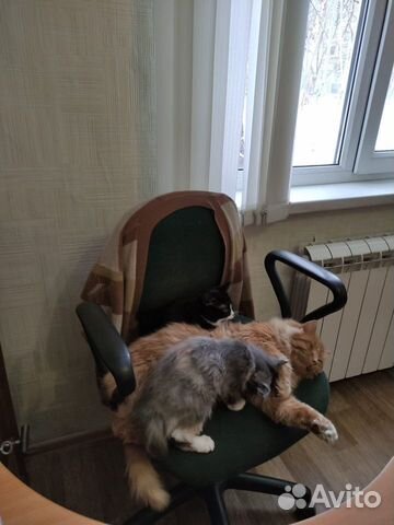 Котята в добрые руки бесплатно