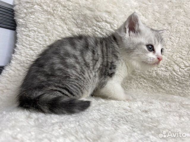 Шотландский котенок