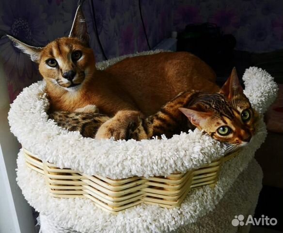 Каракет ф0 + кошка