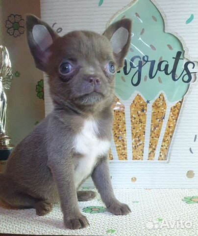 Супер мини лиловая девочкачихуахуа