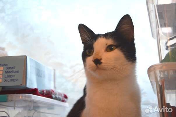 Котик Чарли в добрые руки