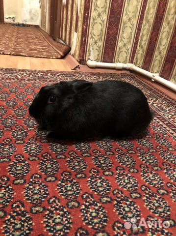 Домашний кролик