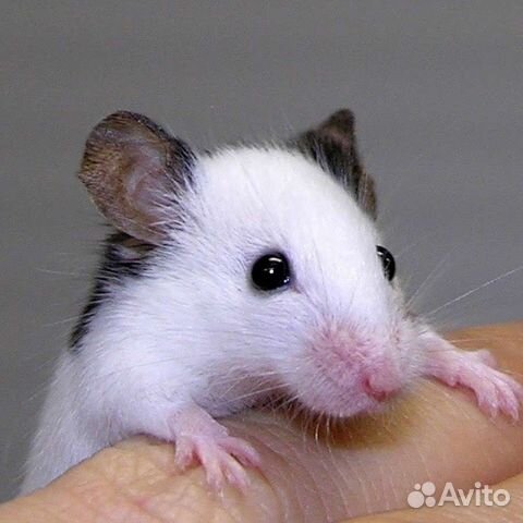 Мышки сатиновые