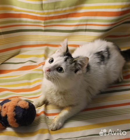 Малыш Том в добрые руки