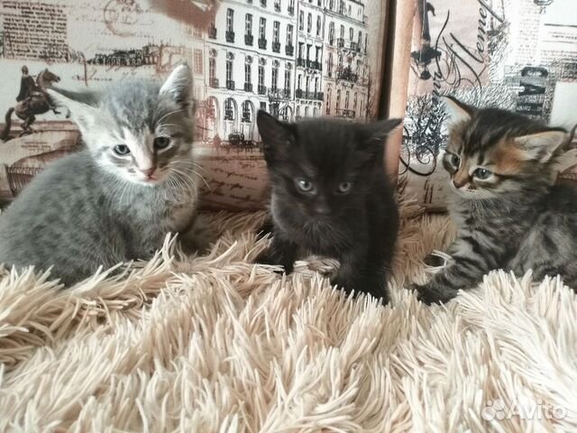 Котята от счастливой кошки