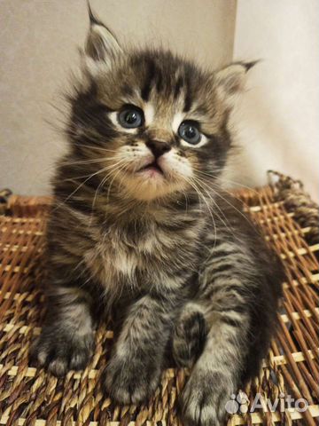 Сибирские котята